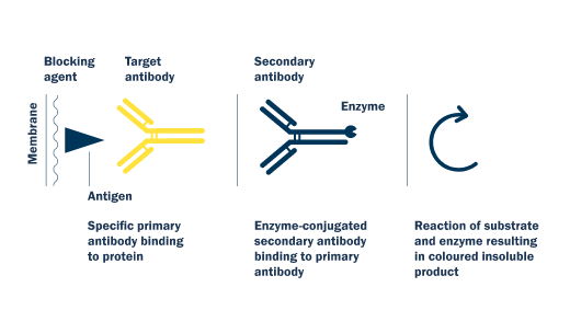 Microblot-Array (MBA) | TestLine Clinical Diagnostics s.r.o.